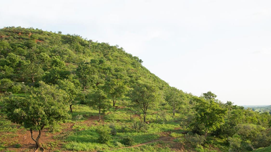 World Vision's 'forest-maker' wins prestigious international award